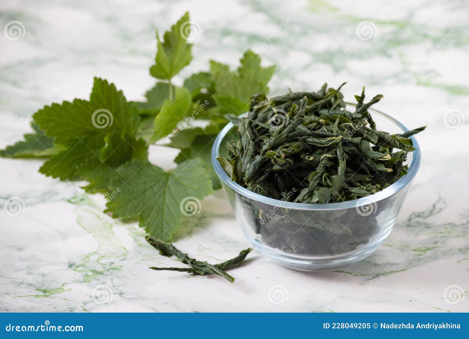 Fermentation of Currant Leaves for Herbal Tea Stock Image - Image of ...