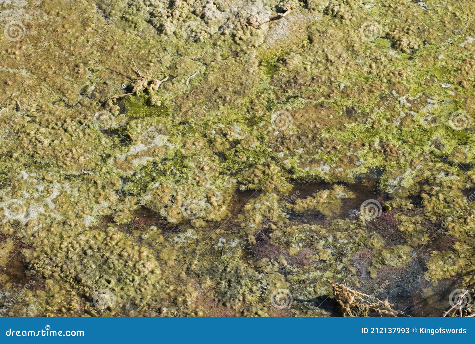Fermentation Process on the Lake Surface Densely Covered with Algae and ...
