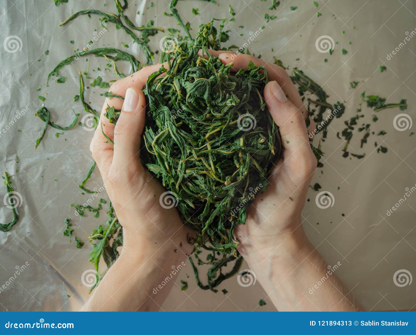 Fermentation Process of Tea Leaves. Manual Production Koporye Tea ...