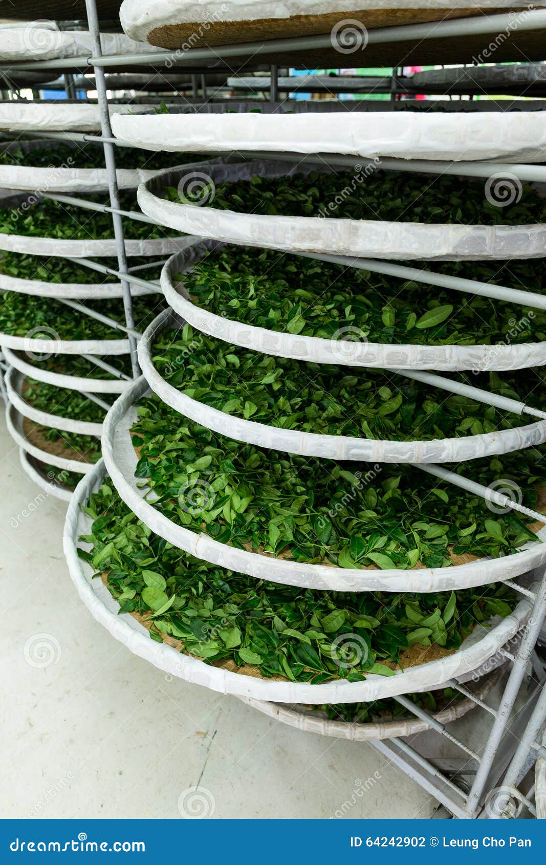 Fermentation racks of tea stock photo. Image of moisture - 64242902