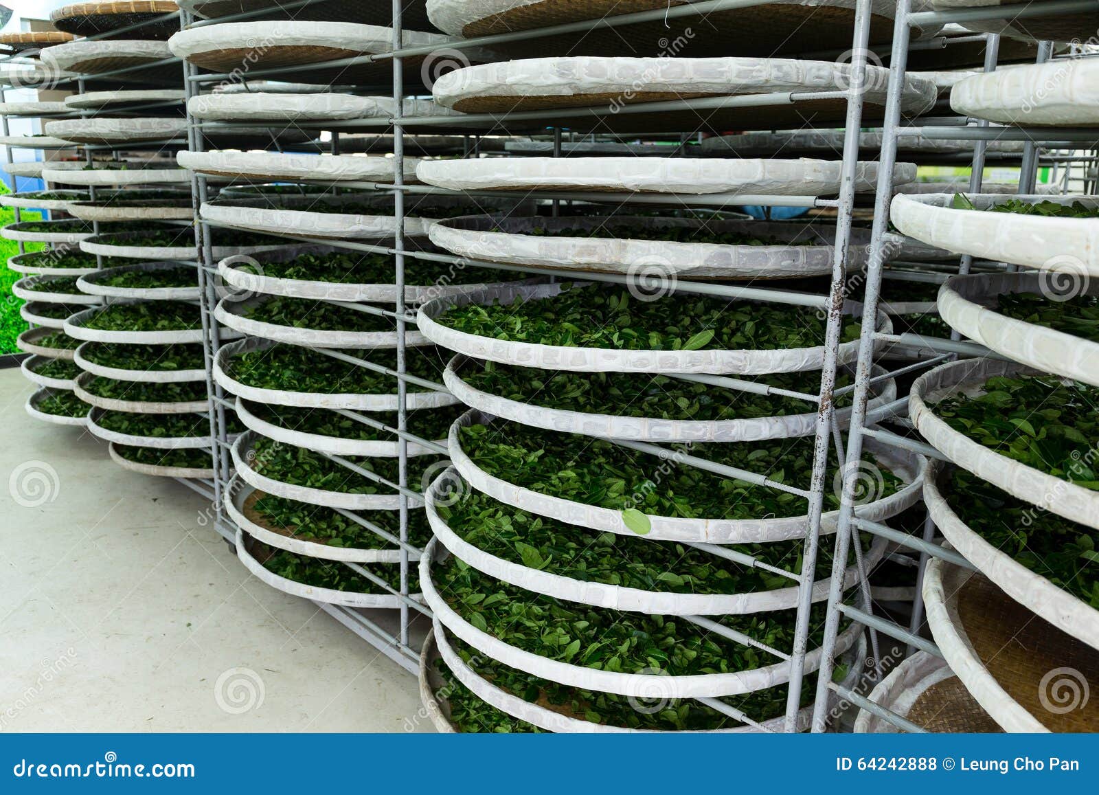 The fermentation of tea stock photo. Image of sinensis - 64242888