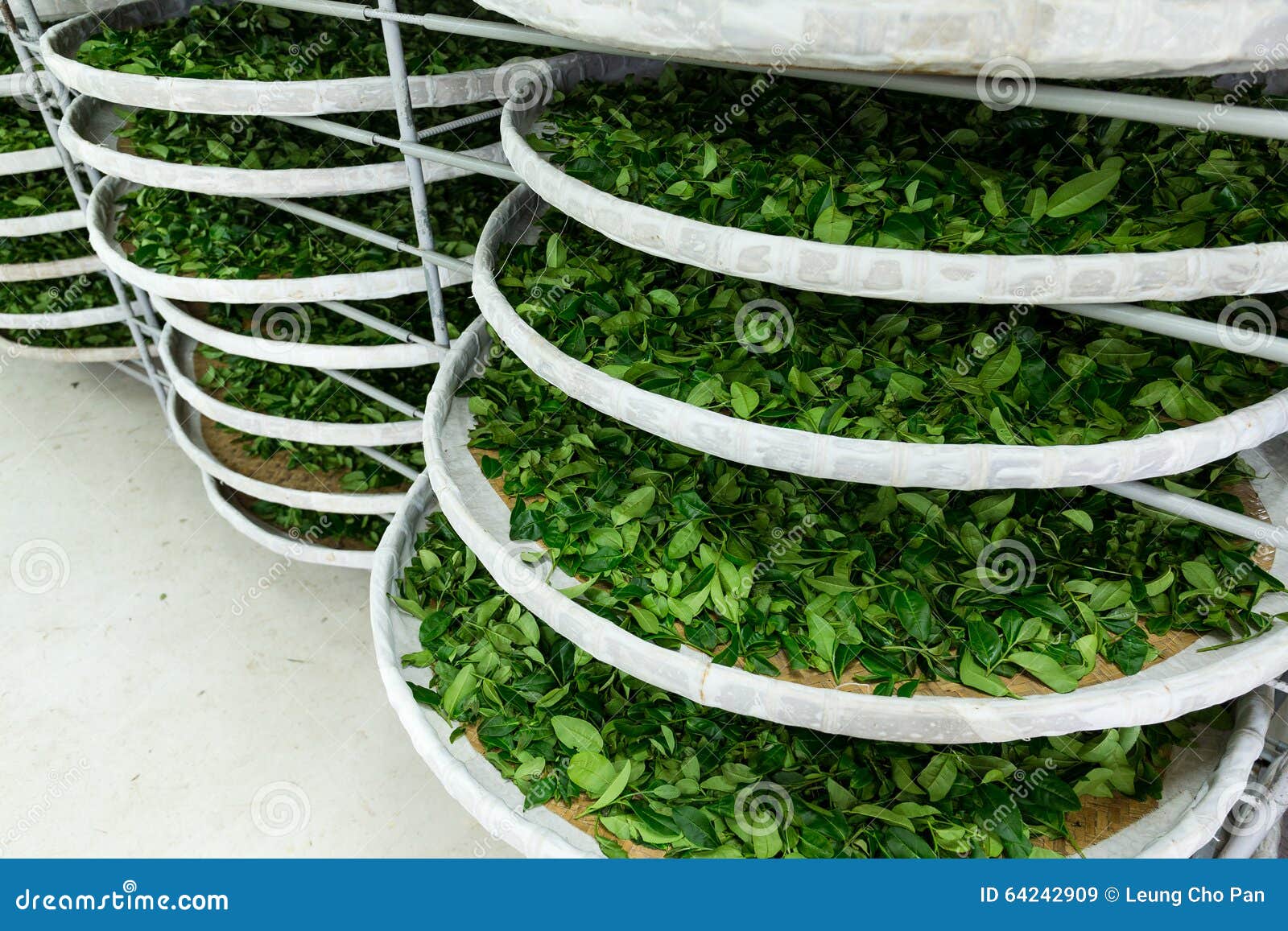 The fermentation of tea stock image. Image of rack, camellia - 64242909