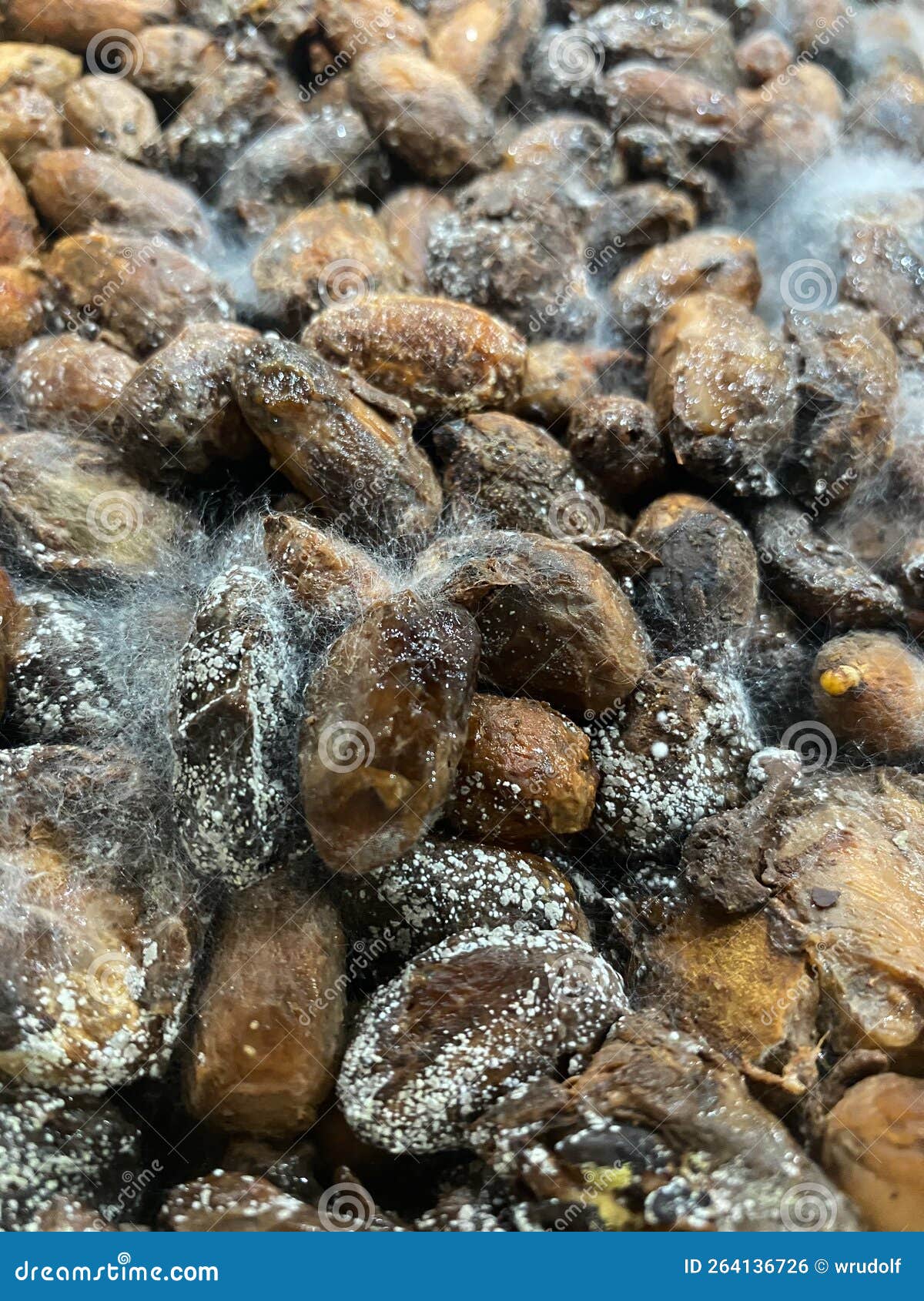 Fermented Cocoa Beans are Filled with Mold Stock Photo - Image of ...