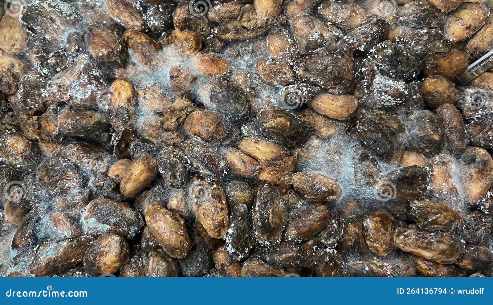 Fermented Cocoa Beans are Filled with Mold Stock Photo - Image of lying ...
