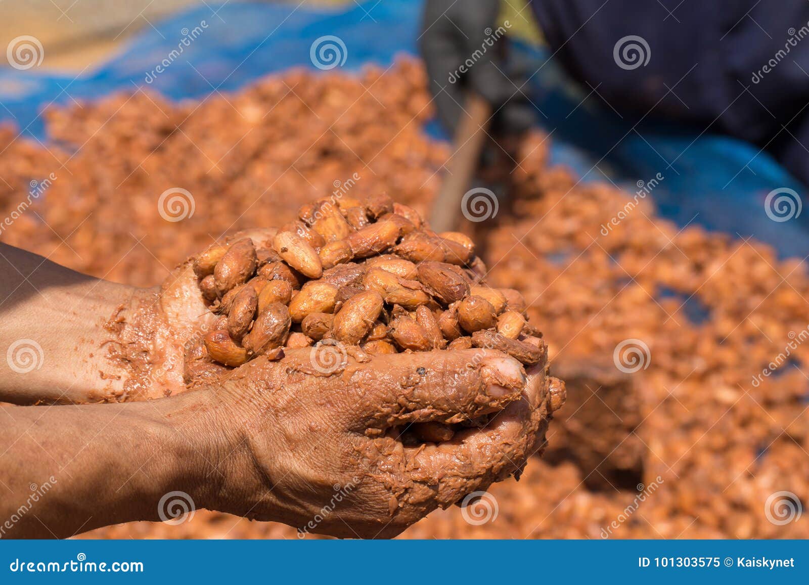 Fermented and Fresh Cocoa-beans Lying on Hand Stock Image - Image of ...