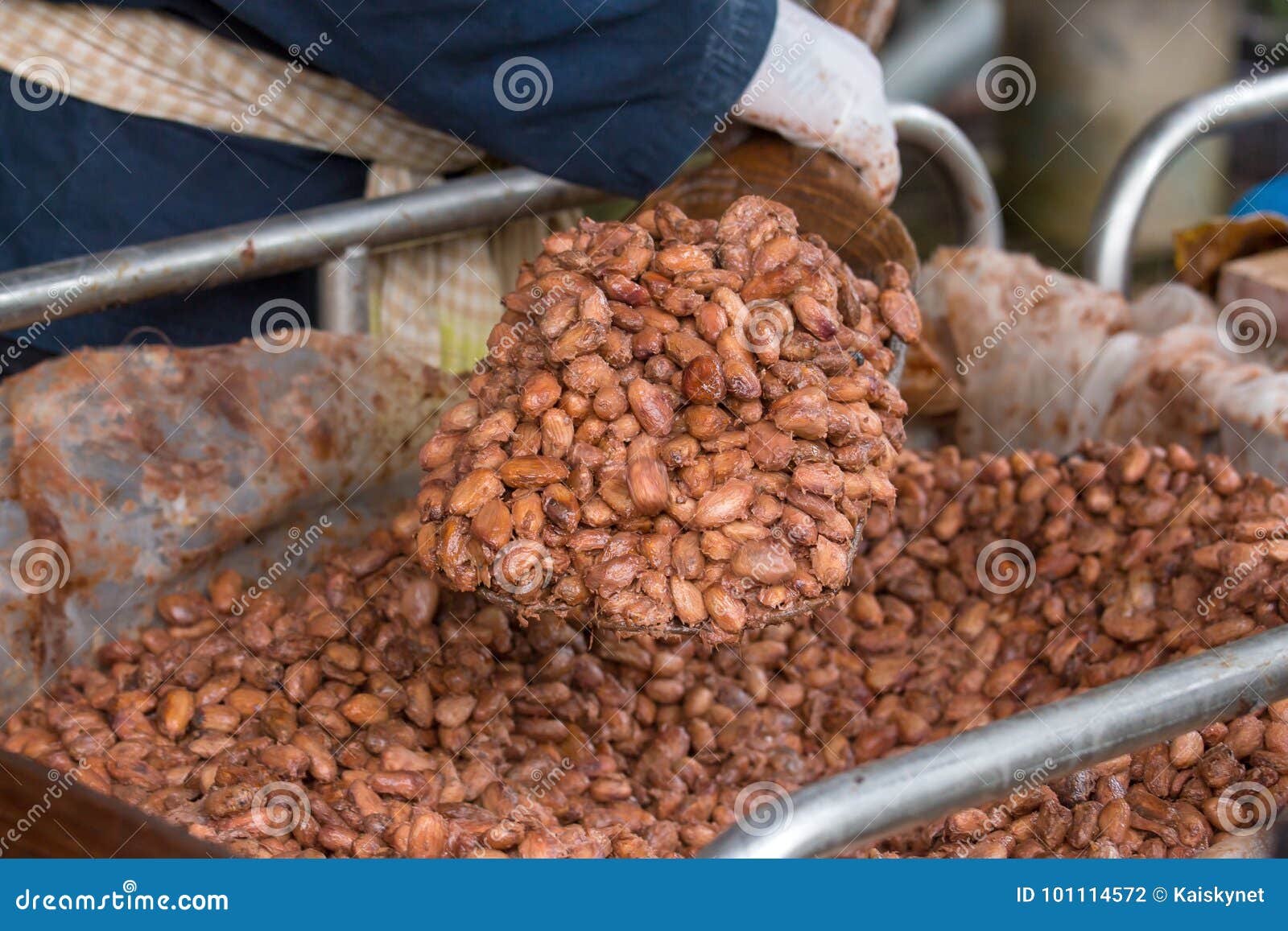 Fermented and Fresh Cocoa-beans Lying in the Wooden Box Stock Photo ...