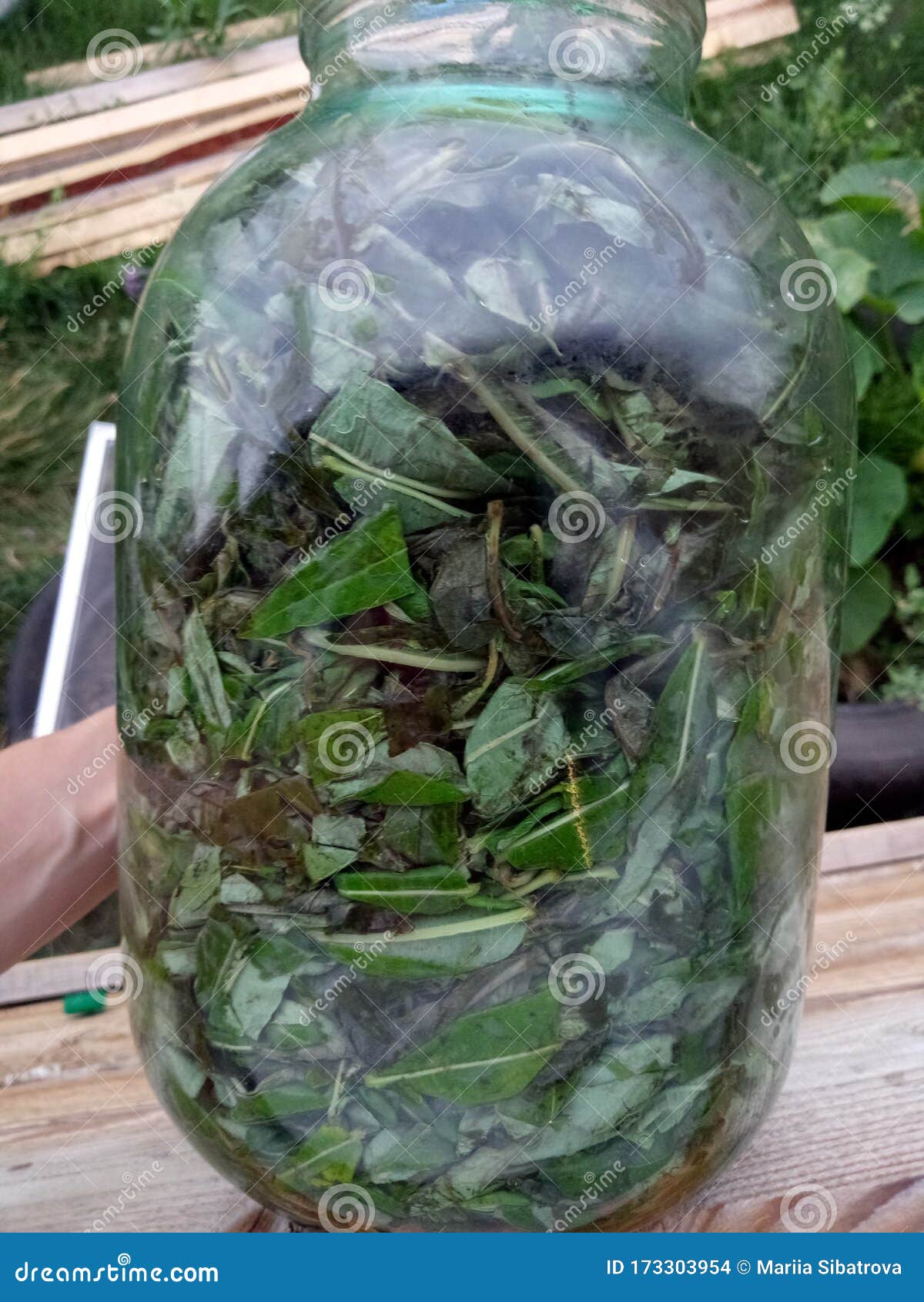 Fermented Herbal Tea - Fermentation in a Glass Jar Stock Photo - Image ...
