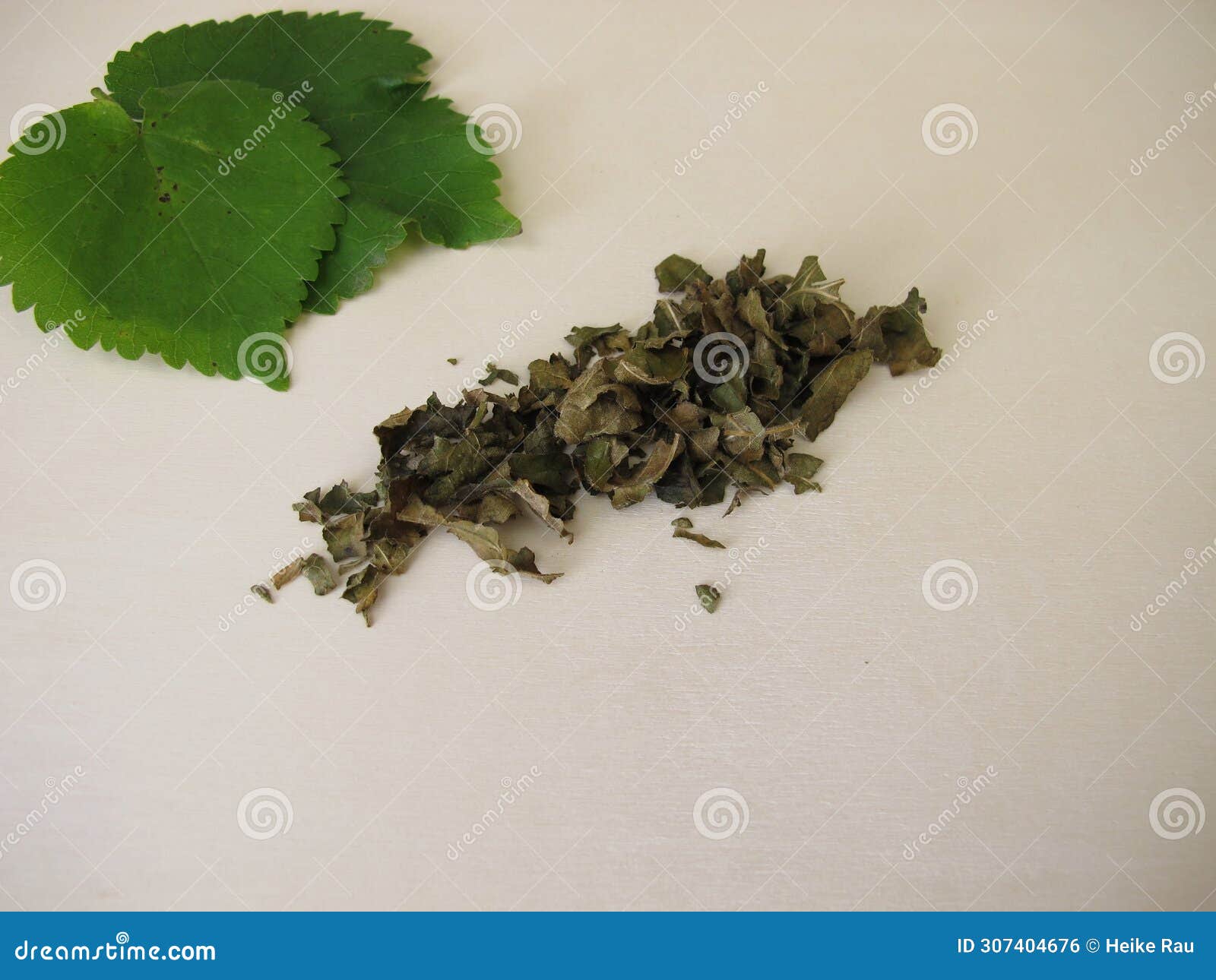 Fermented White Mulberry Leaves for Black Mulberry Leaf Tea Stock Photo ...