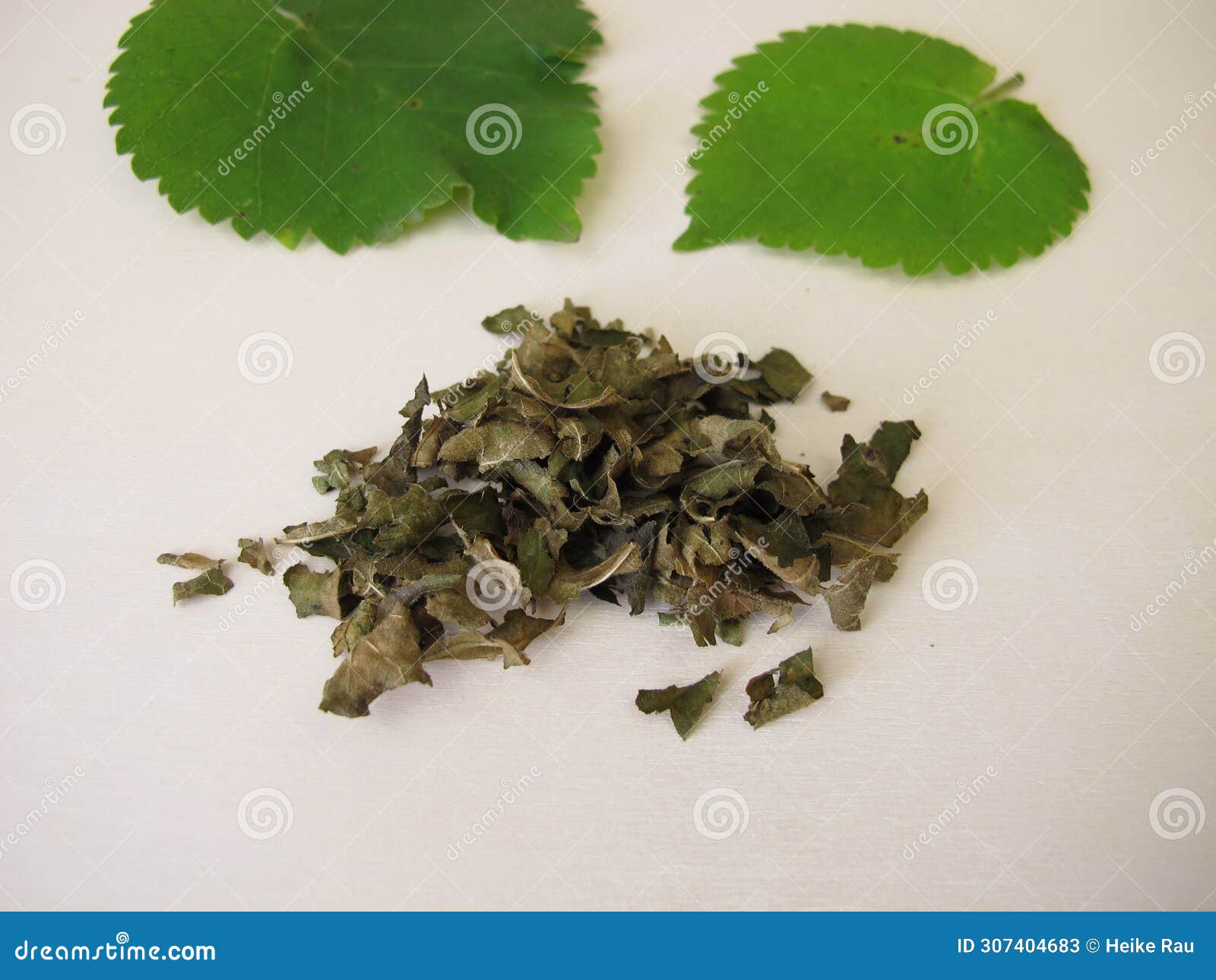 Fermented White Mulberry Leaves for Black Mulberry Leaf Tea Stock Image ...