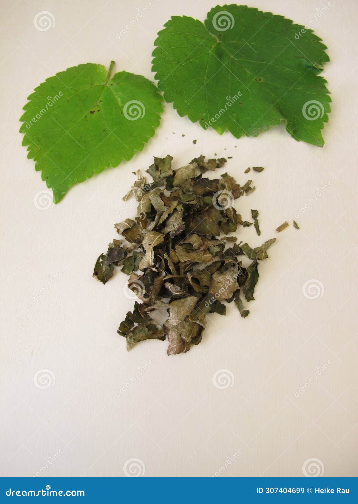 Fermented White Mulberry Leaves for Black Mulberry Leaf Tea Stock Image ...