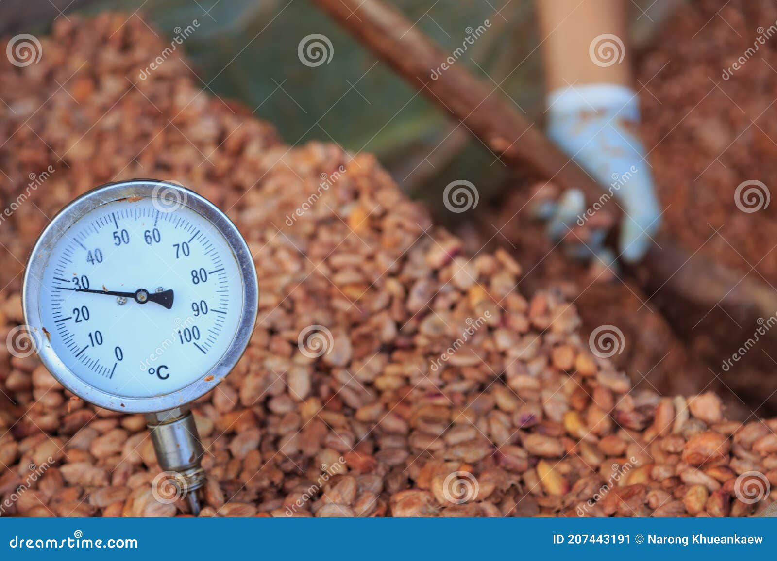 Fermenting Cocoa Beans To Make Chocolate Stock Image - Image of cafe ...