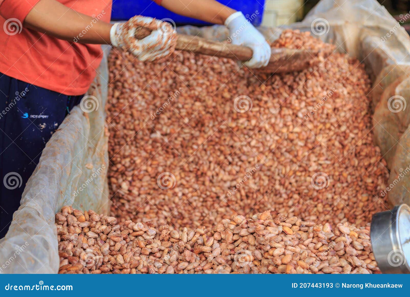 Fermenting Cocoa Beans To Make Chocolate Stock Image - Image of food ...