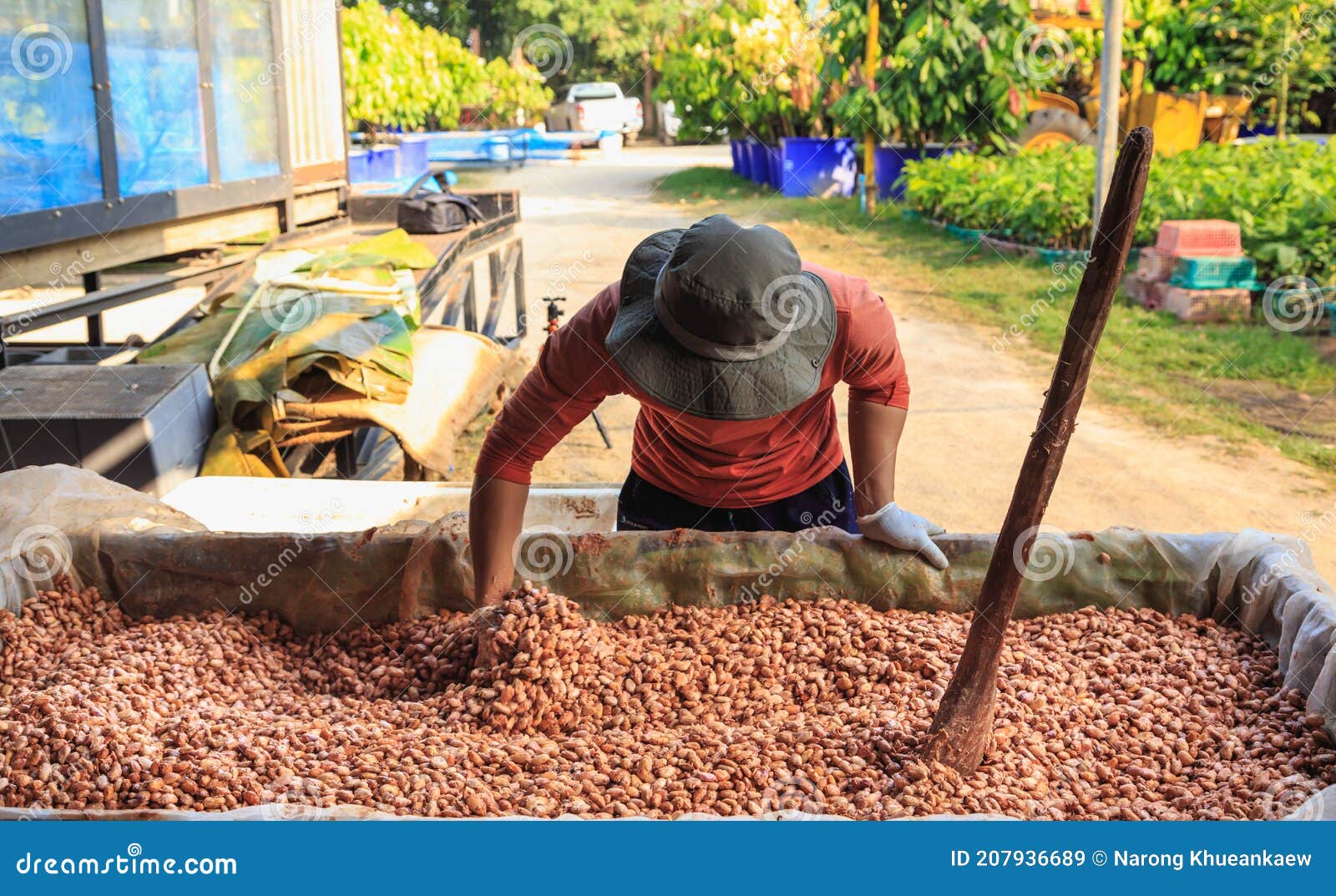 Fermenting Cocoa Beans To Make Chocolate Stock Image - Image of ...