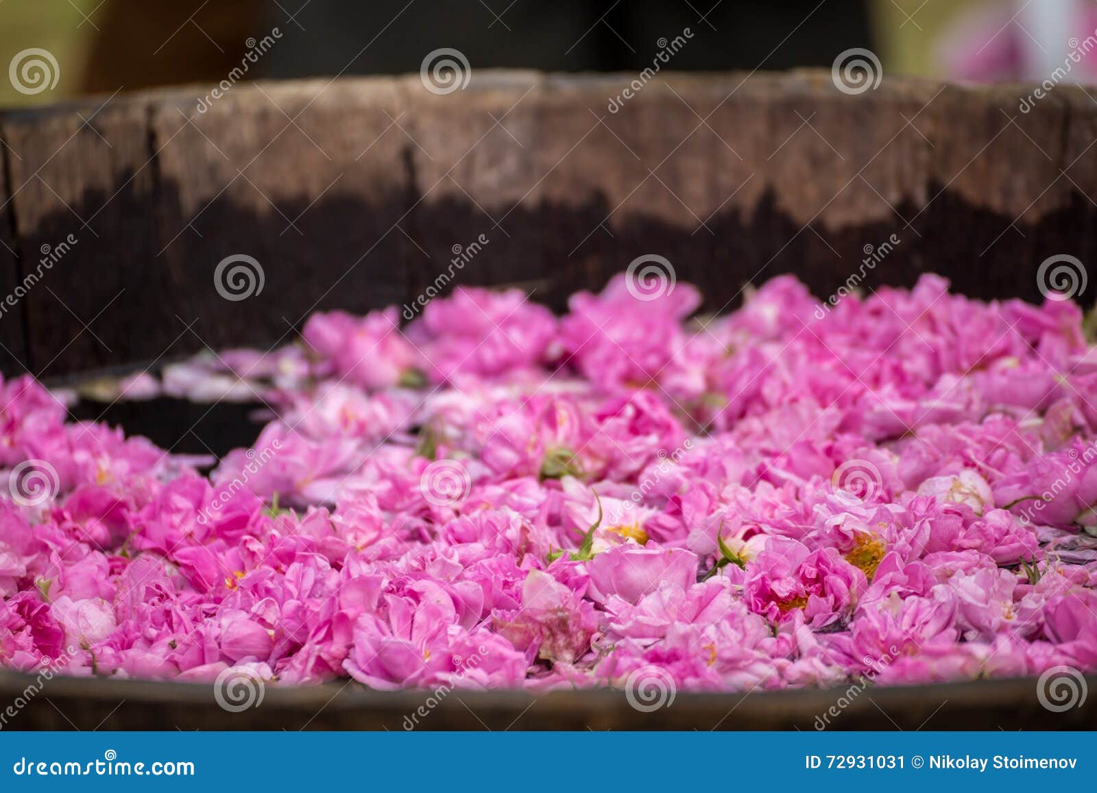 Fermenting rose water stock image. Image of aroma, making - 72931031