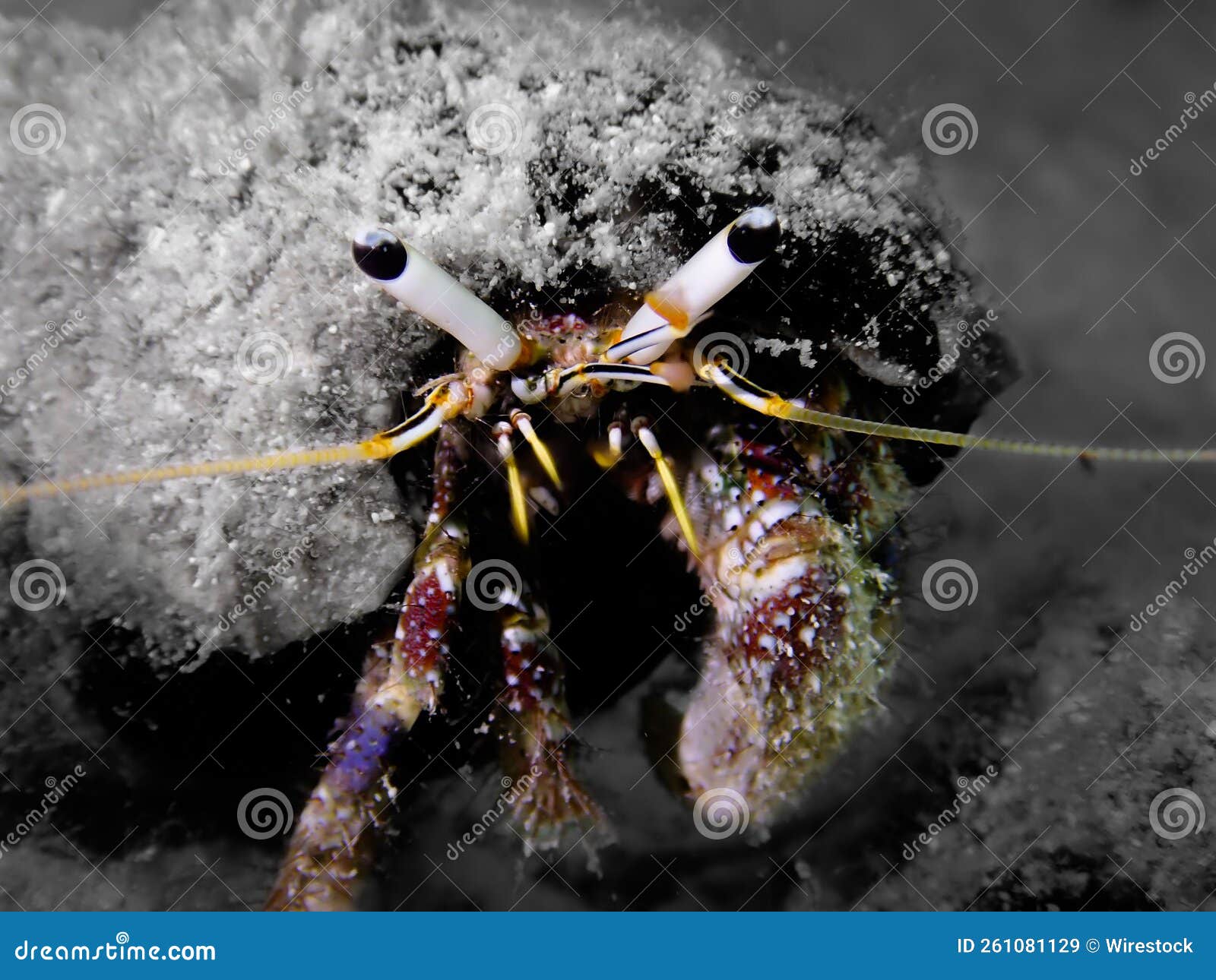 Fermeture D'un Crabe D'ermite Sous L'eau Image stock - Image of hermite ...