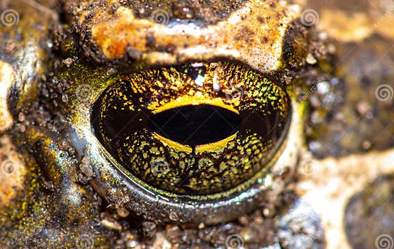 Fermeture D'un Oeil De Crapaud. Photo stock - Image du amphibie ...