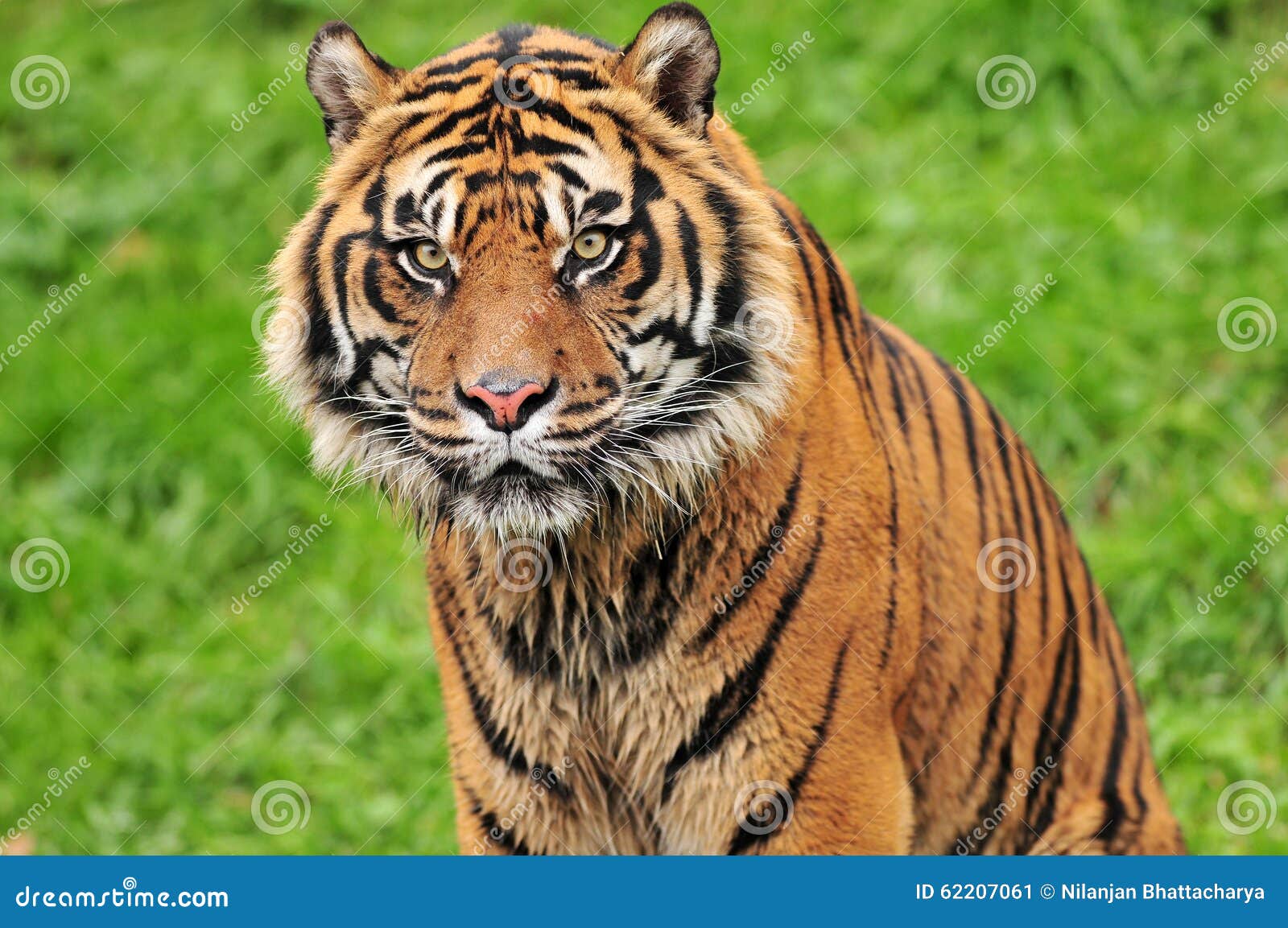 Fermez-vous D'un Tigre Mignon Image stock - Image du chasseur, afrique ...