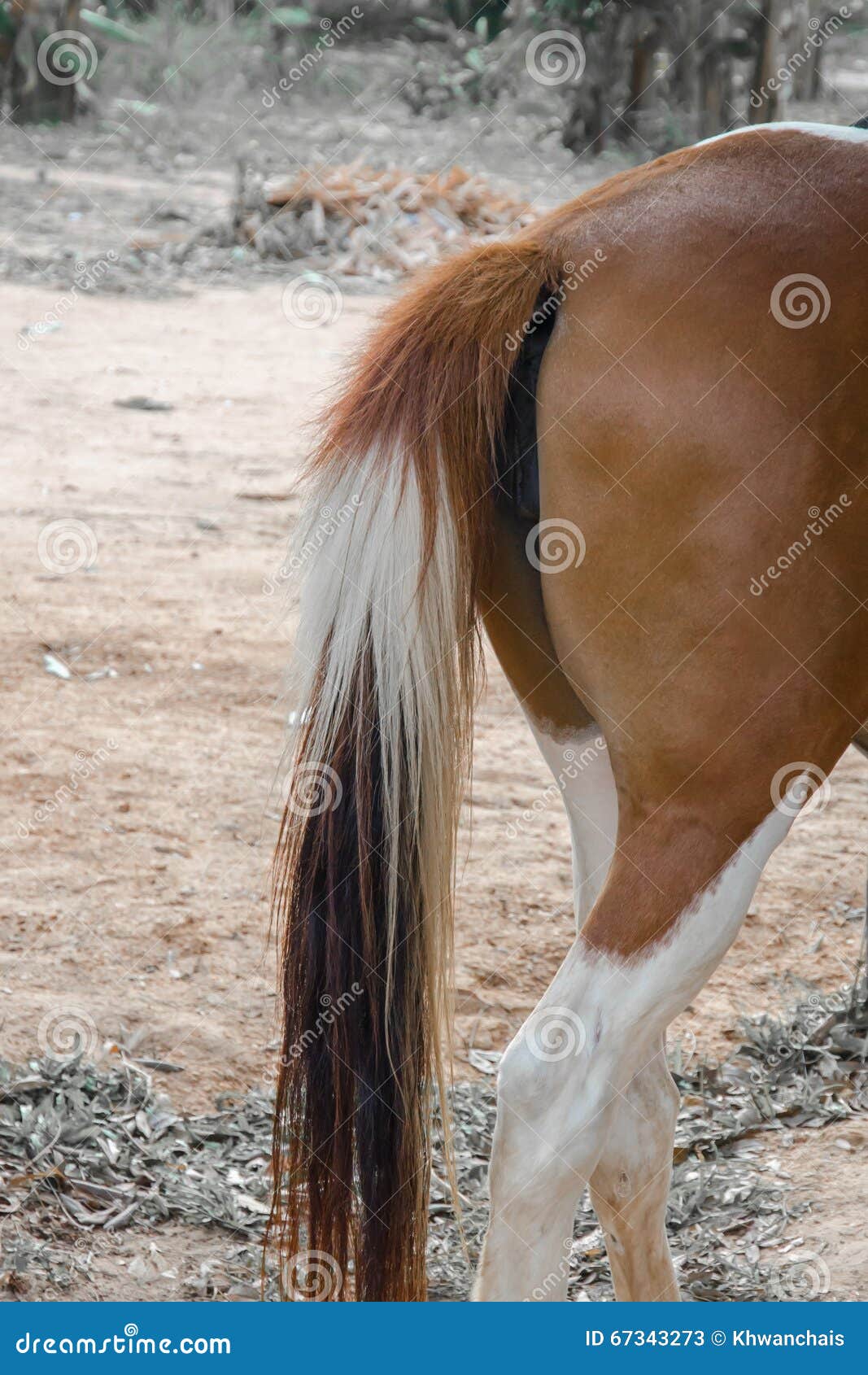 Fermez-vous De La Queue De Cheval Image stock - Image du équestre, fond ...