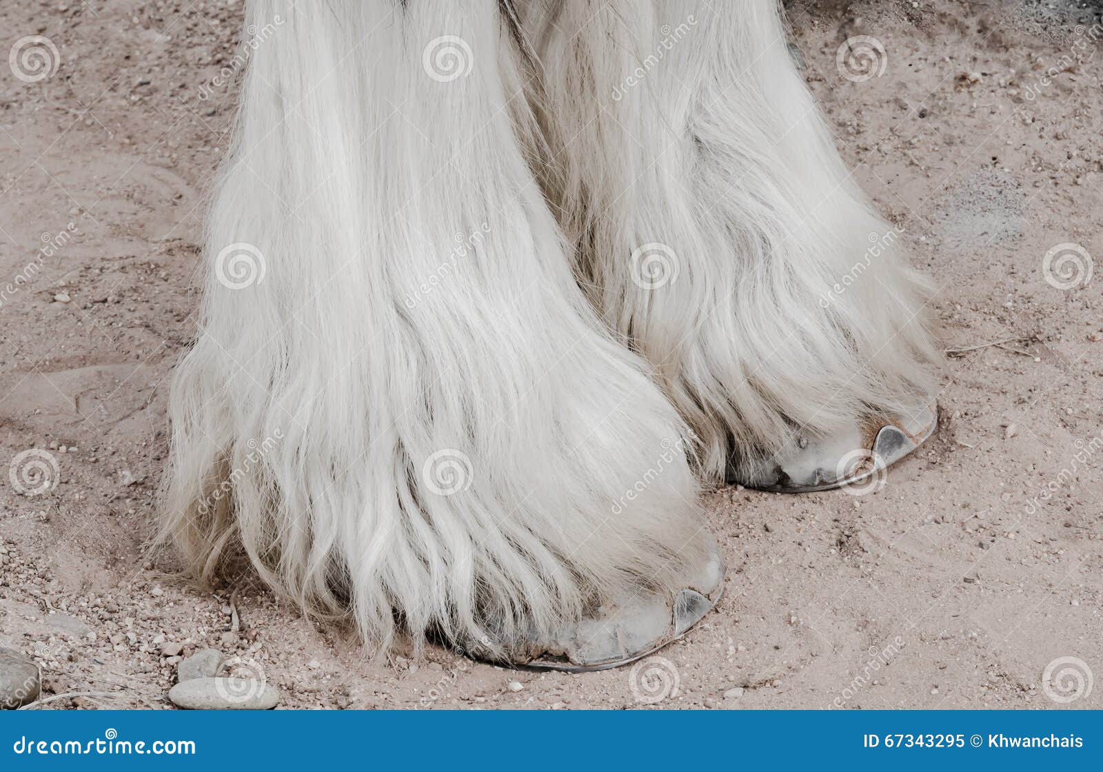 Fermez-vous Des Jambes, Cheval Gitan De Vanner Image stock - Image du ... Fermez-vous Des Jambes, Cheval Gitan De Vanner Image stock - Image du ...