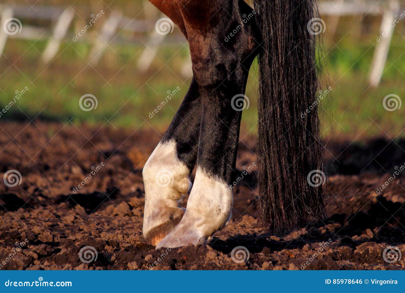 Fermez-vous Des Jambes Et De La Queue De Cheval Photo stock - Image du ... Fermez-vous Des Jambes Et De La Queue De Cheval Photo stock - Image du ...