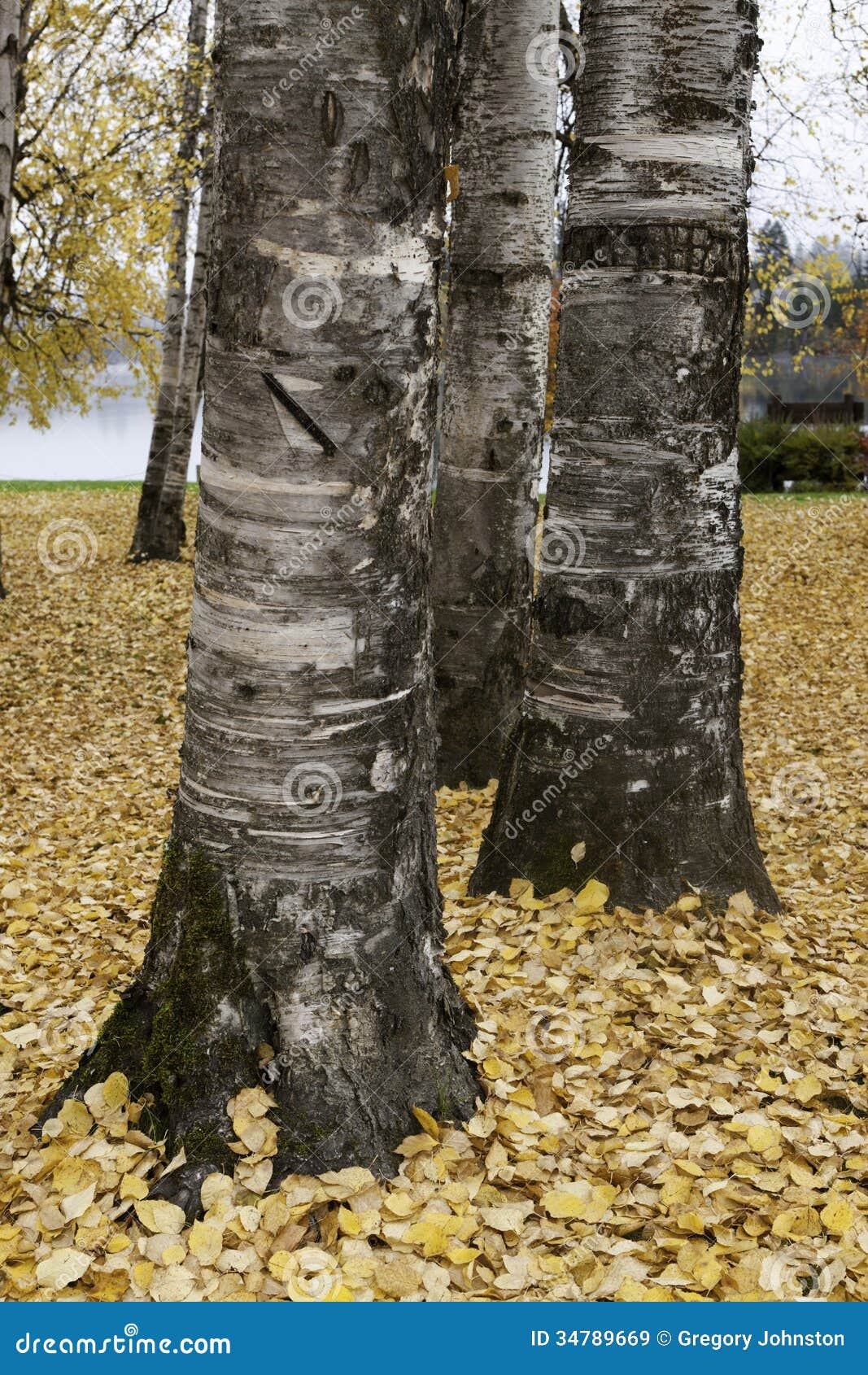 Fermez-vous Du Tronc D'arbre De Tremble. Image stock - Image du arbres ...