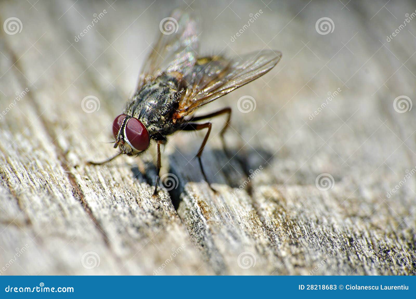 Vers De Mouche Dans La Maison | Ventana Blog