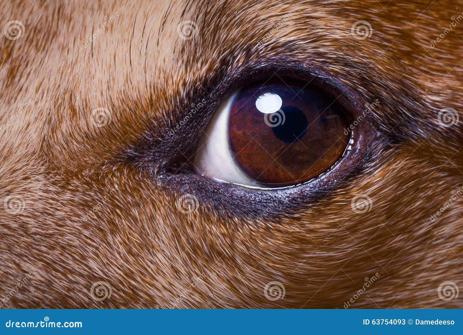 Fermez-vous Vers Le Haut De L'oeil De Chien Image stock - Image du ... Fermez-vous Vers Le Haut De L'oeil De Chien Image stock - Image du ...