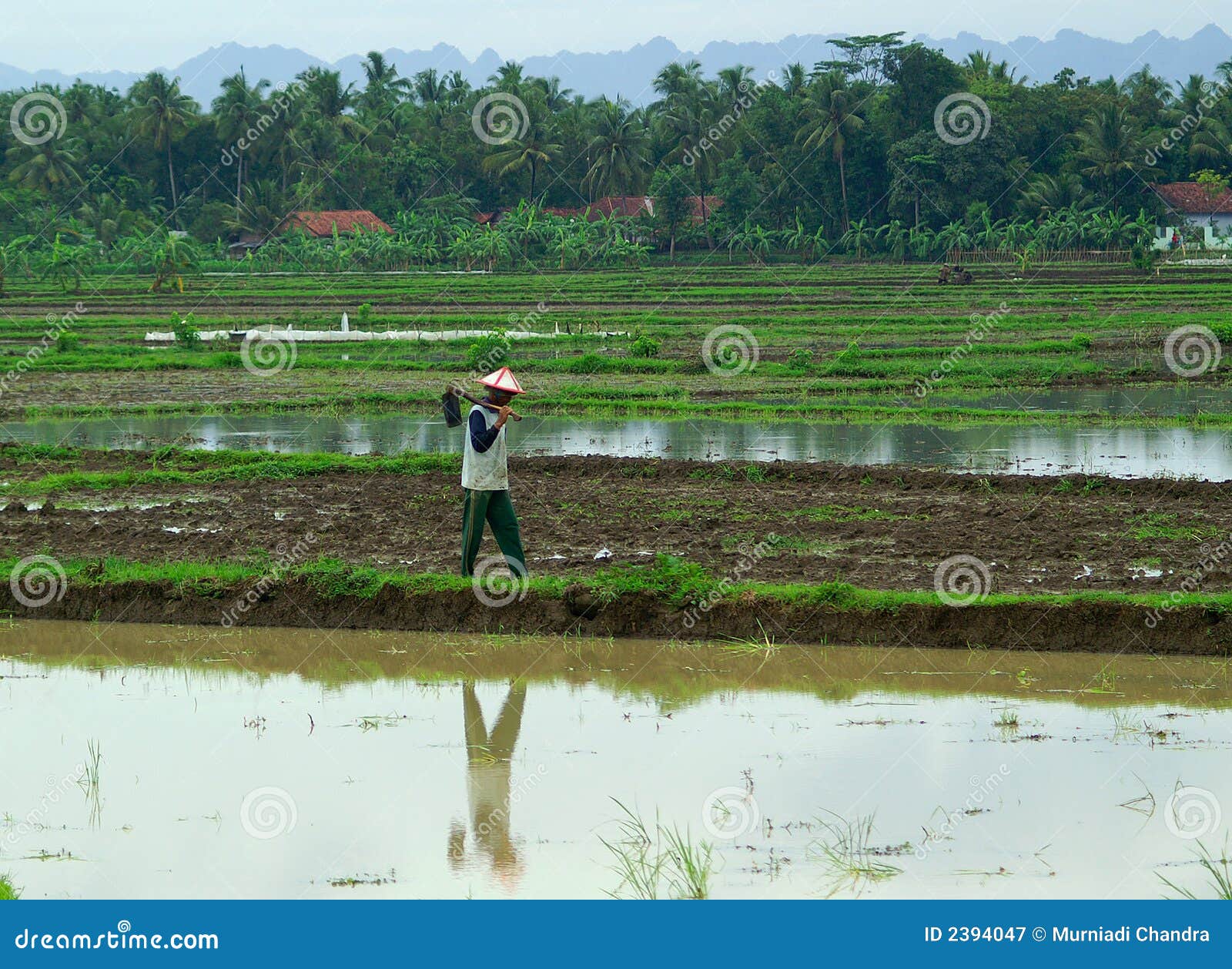 Fermier image stock. Image du fermier, java, réflexion - 2394047