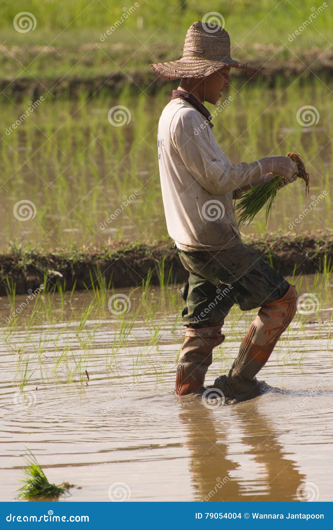Fermier image stock éditorial. Image du fond, gens, greffe - 79054004