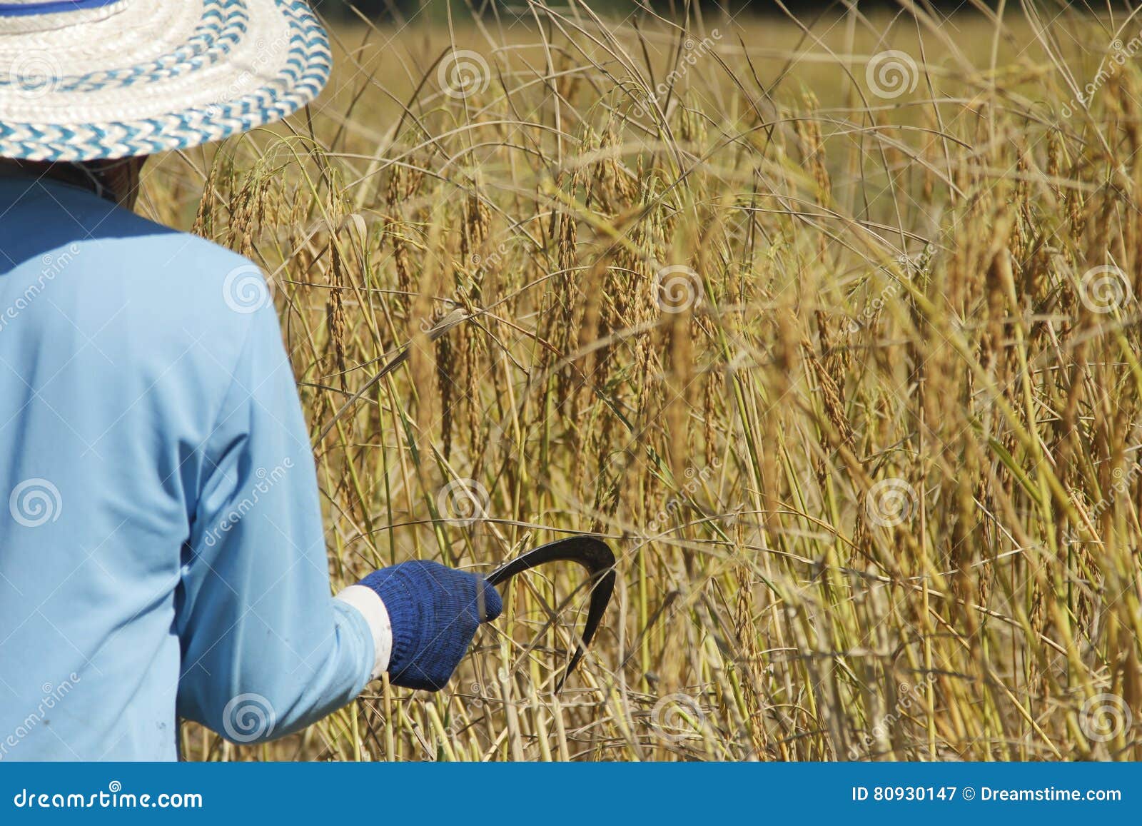Fermier image stock. Image du fermier, fermiers, carrière - 80930147