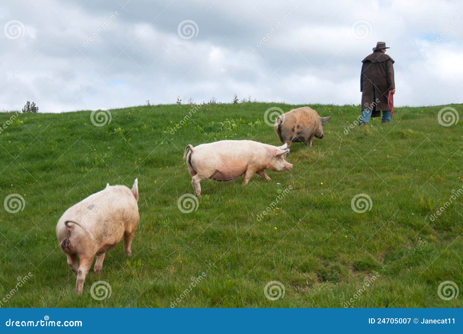 Fermier avec des porcs image stock. Image du porc, organique - 24705007