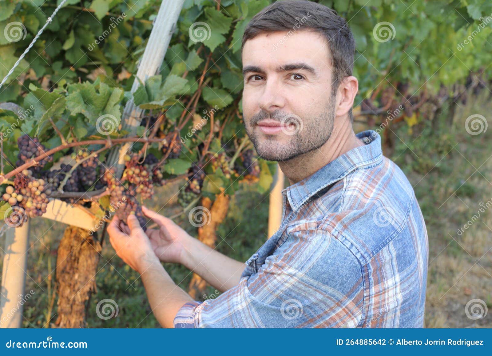 Fermier dans sa vigne photo stock. Image du italien - 264885642