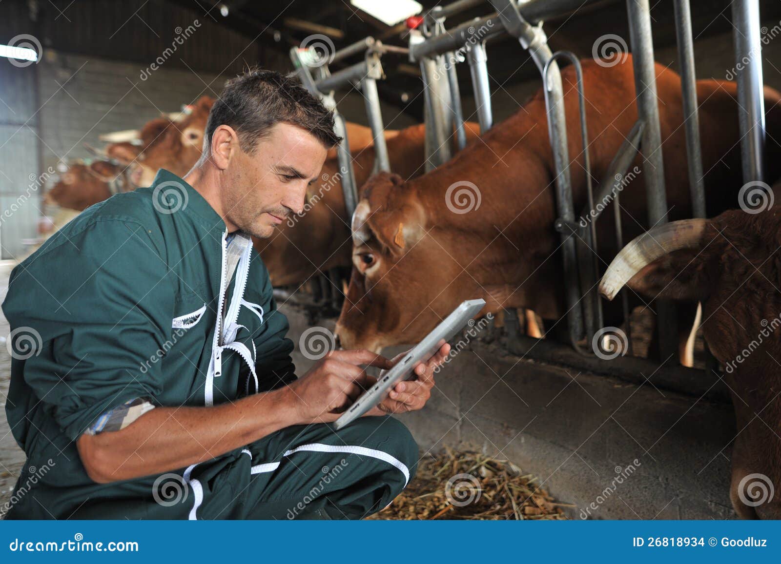 Fermier et vaches photo stock. Image du rester, sourire - 26818934