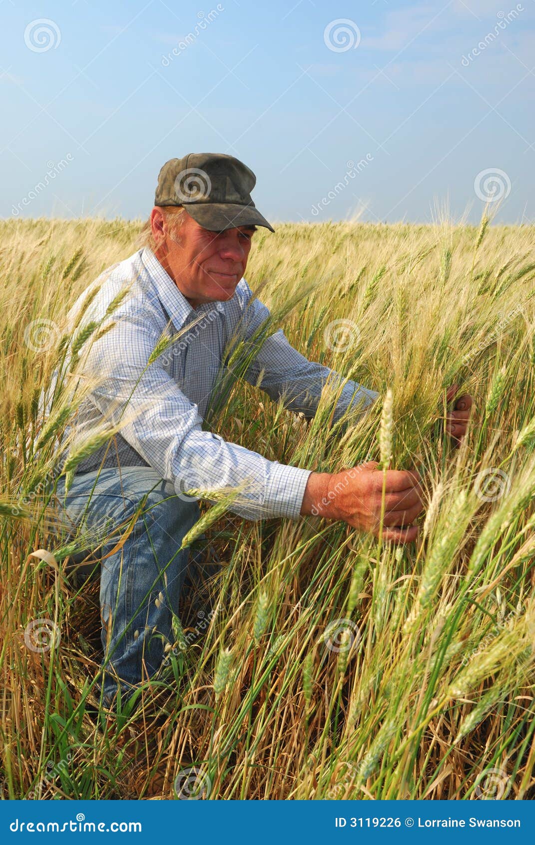 Fermier Examinant Le Froment Dur Photo stock - Image du été, scénique ...