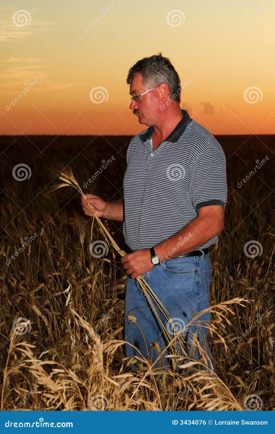 Fermier Examinant Le Froment Dur Photo stock - Image du examiner ...