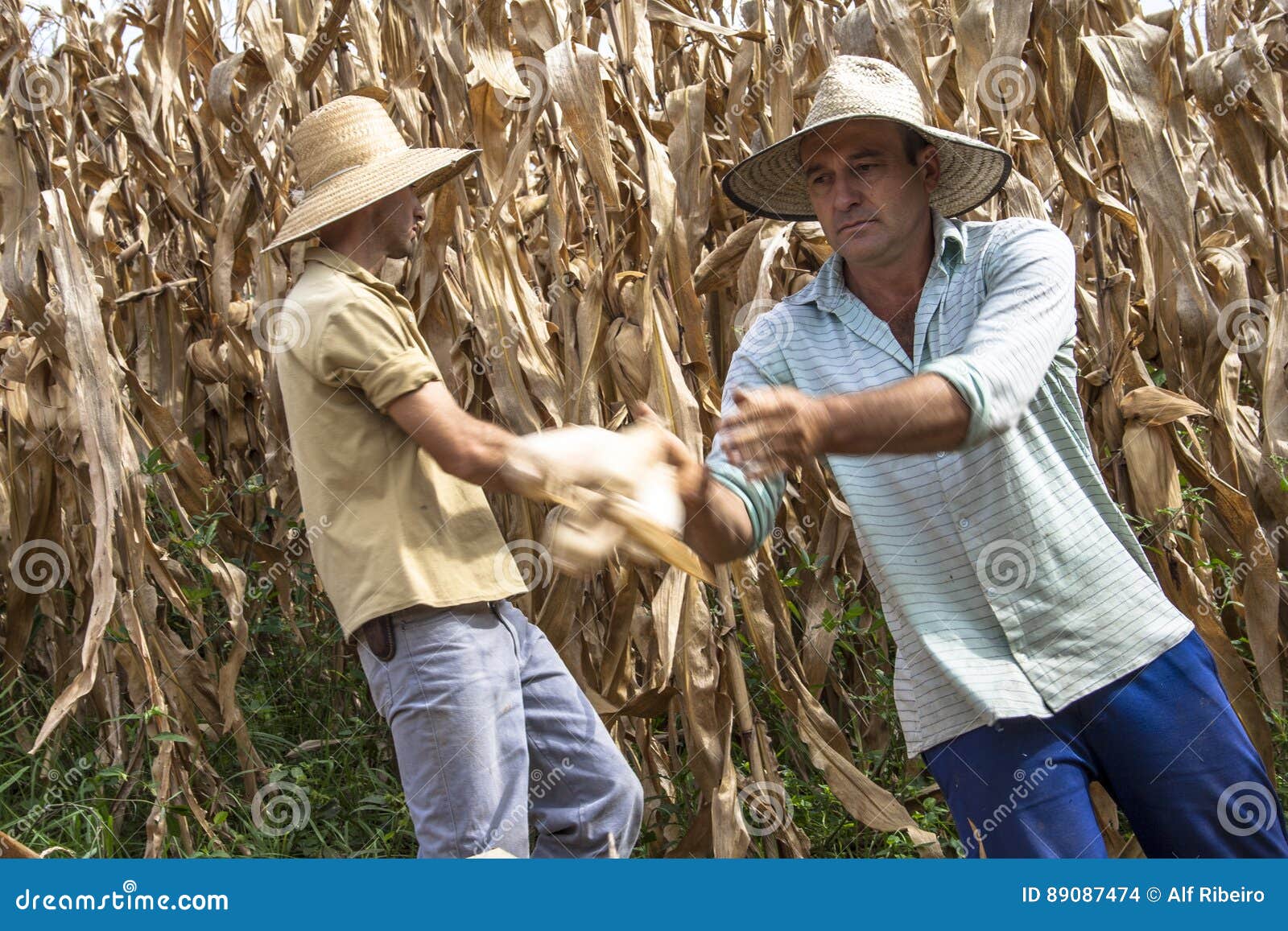 Fermiers image stock éditorial. Image du fauchage, choix - 89087474