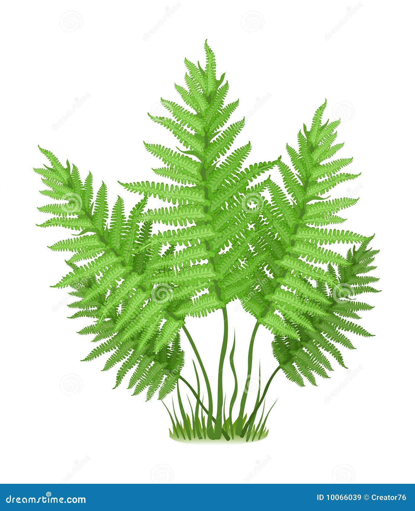 Fern stock vector. Illustration of fauna, editable, shape - 10066039