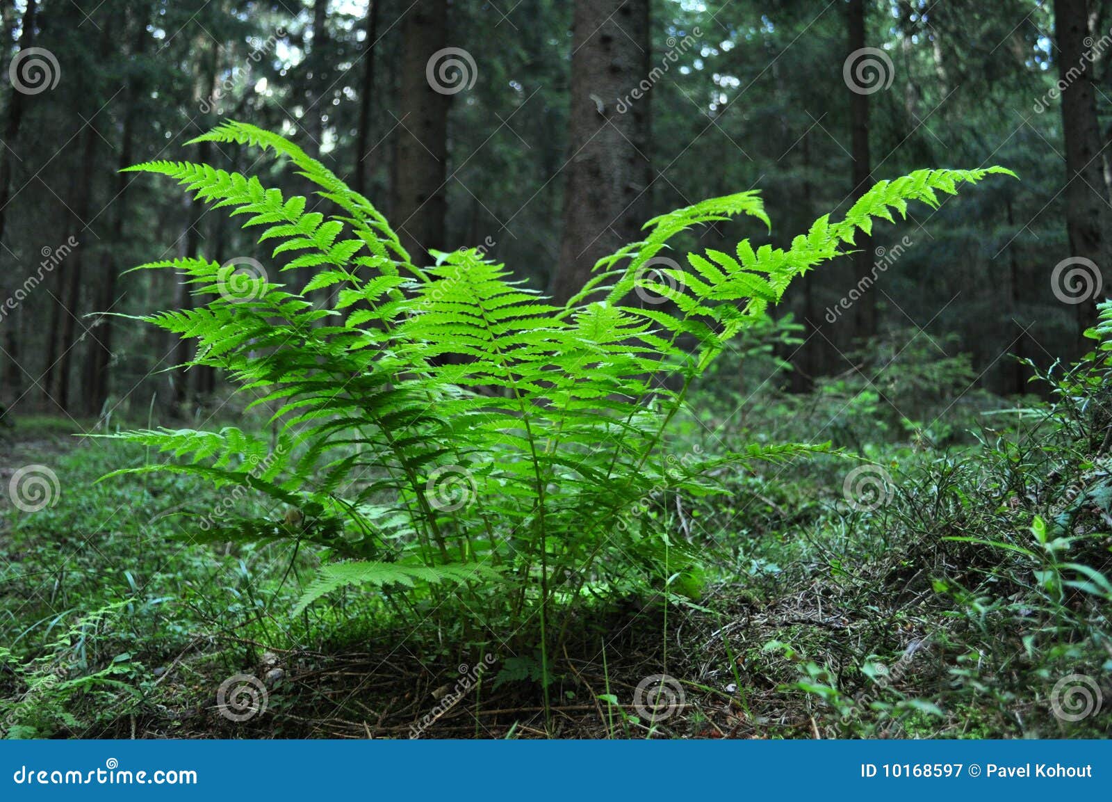 Fern stock image. Image of frame, detail, people, european - 10168597