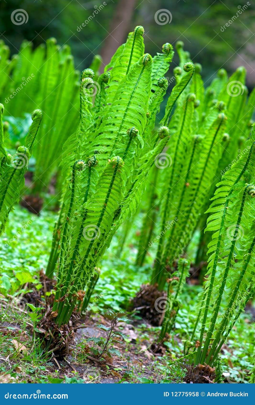 Fern stock photo. Image of seedling, stalks, nature, fiddlehead - 12775958