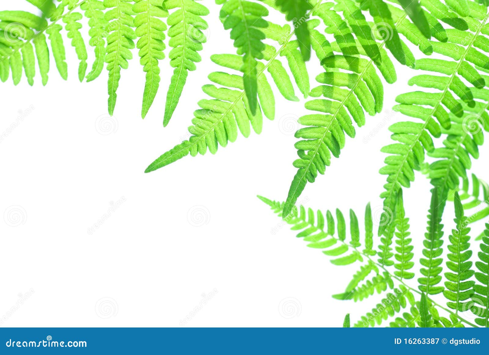 Leaf stock image. Image of foliage, side, sided, edge - 16263387