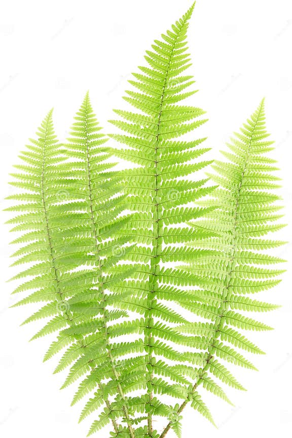 Fern stock image. Image of frond, bush, grow, background - 17169447