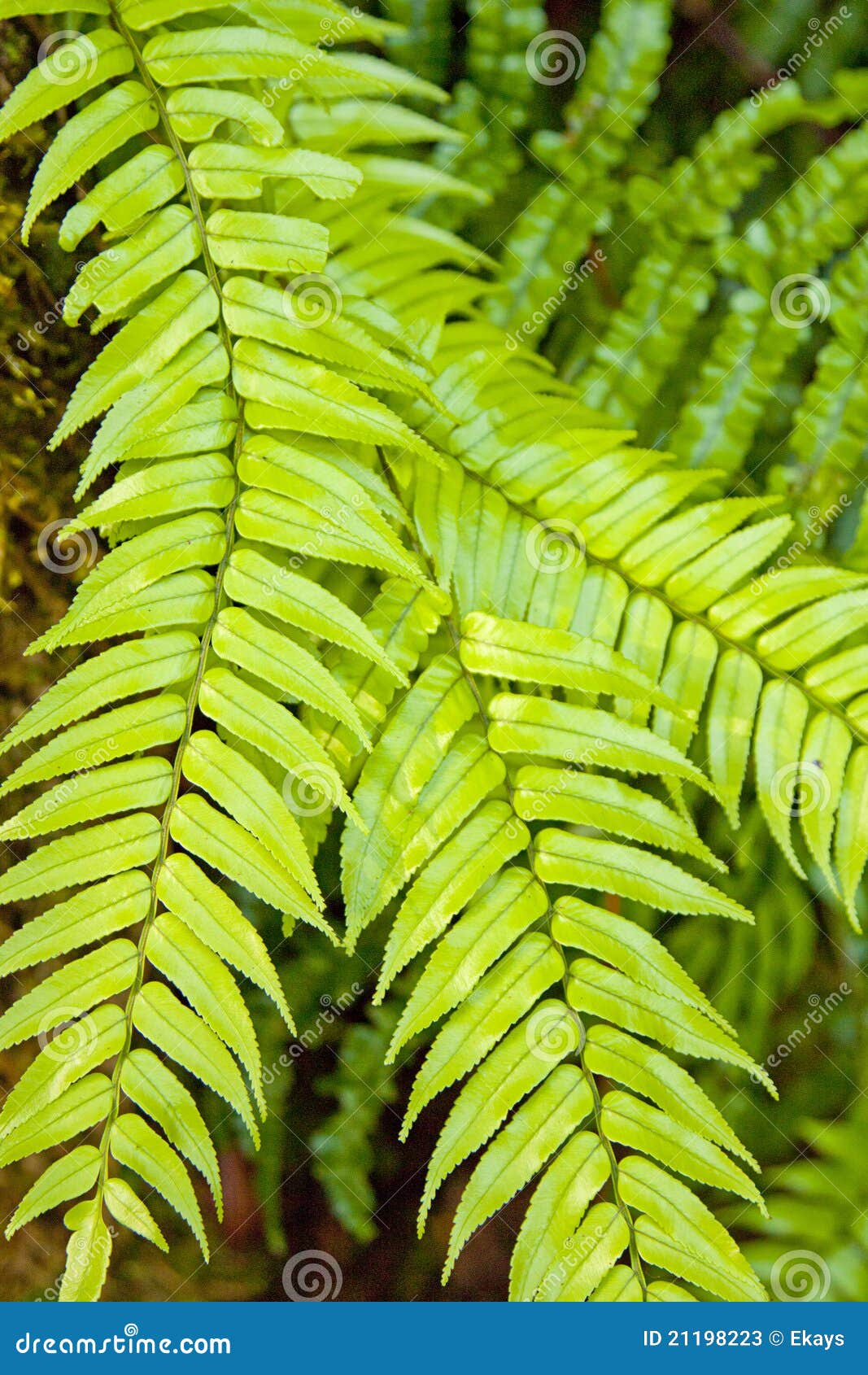 Fern stock image. Image of background, texture, fern - 21198223