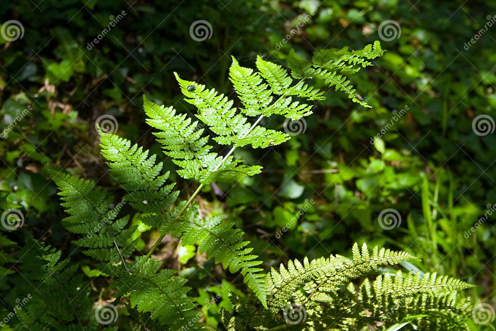 Fern stock photo. Image of fern, growth, petal, leaves - 21917428