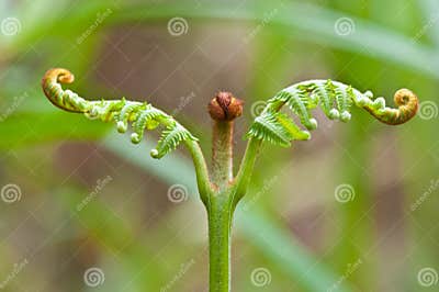 Fern stock image. Image of botanical, botany, greenery - 22422449