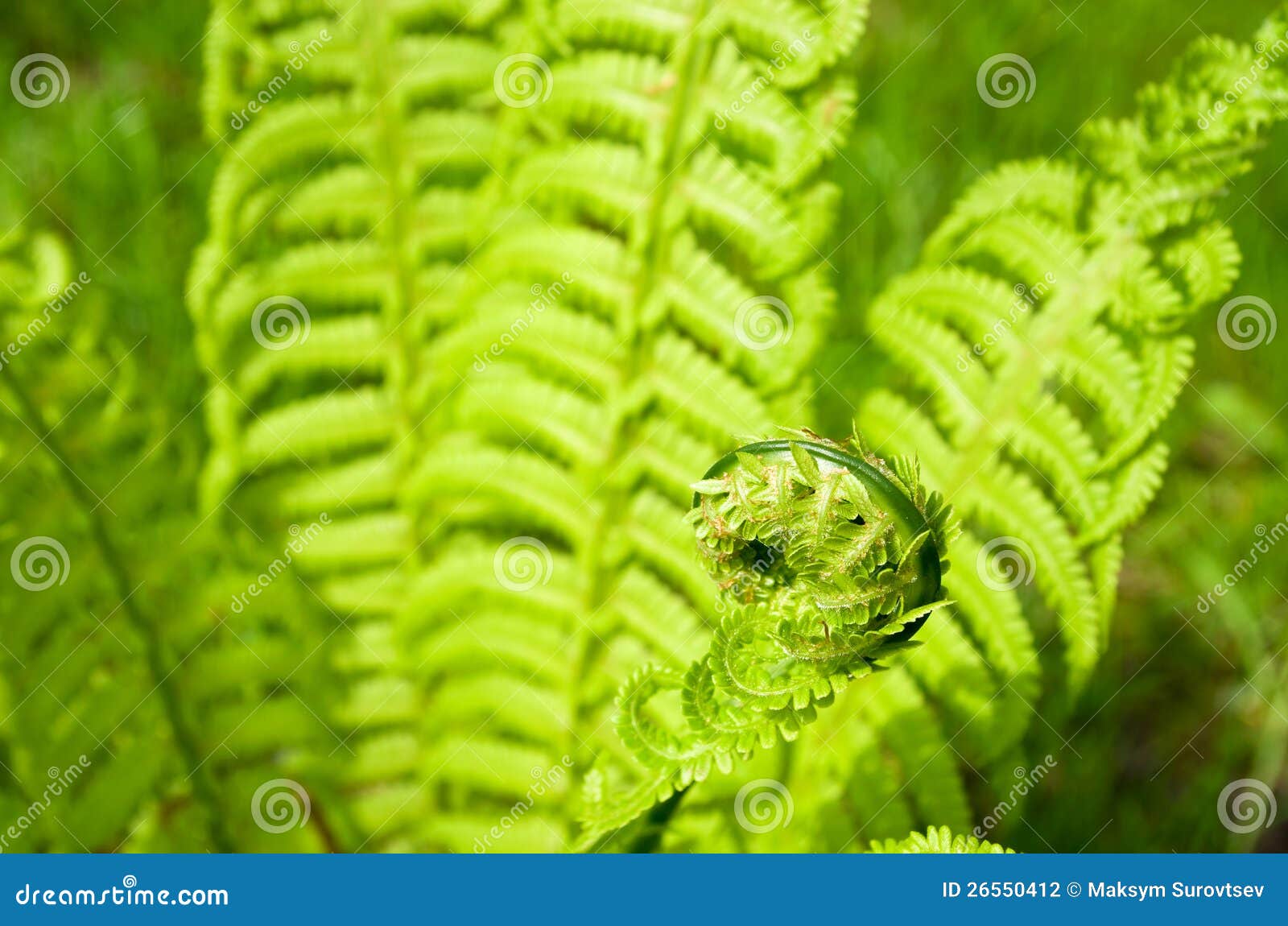 Fern stock photo. Image of leaves, plant, outside, closeup - 26550412