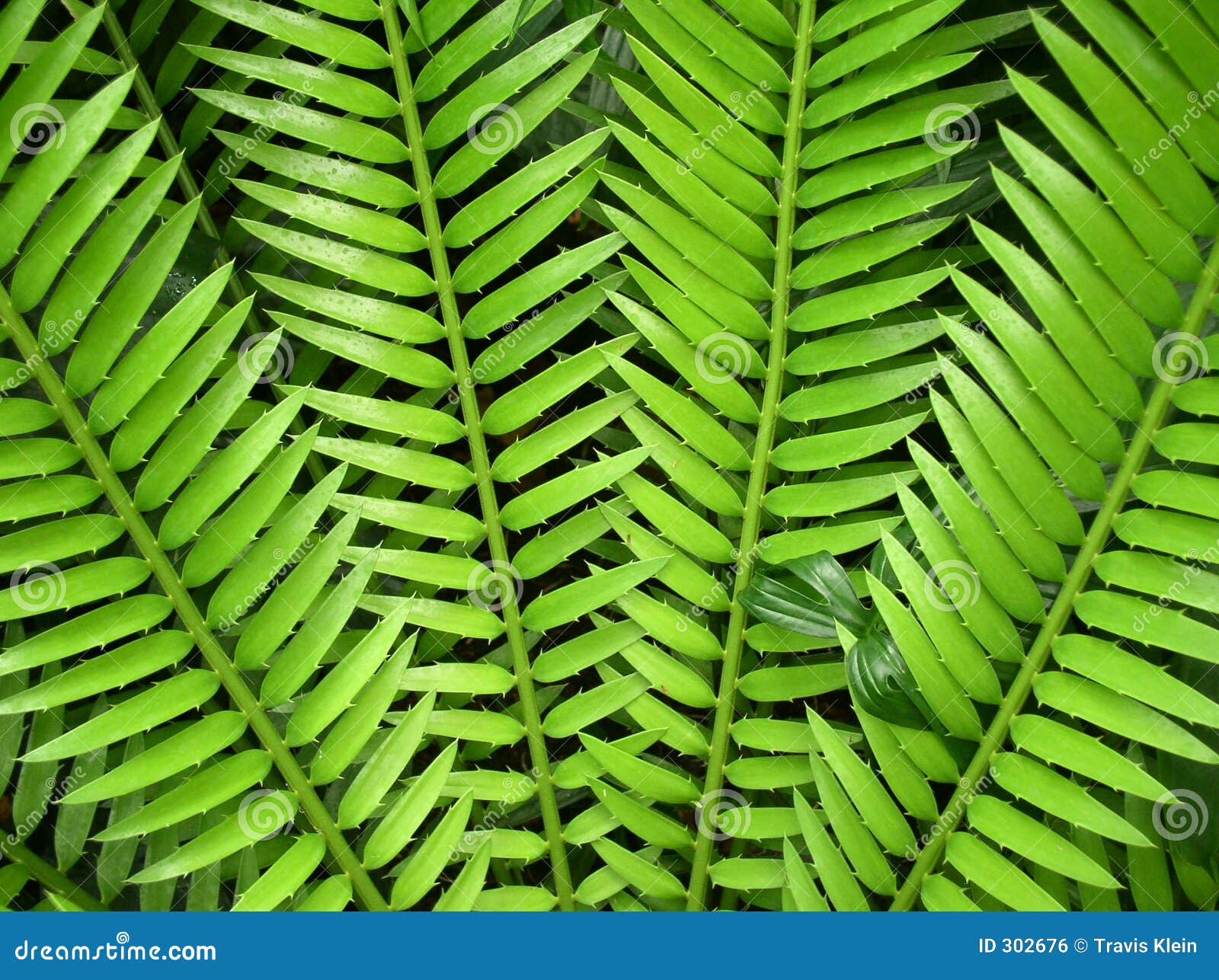 Fern stock photo. Image of bright, fern, plan, leaf, texture - 302676