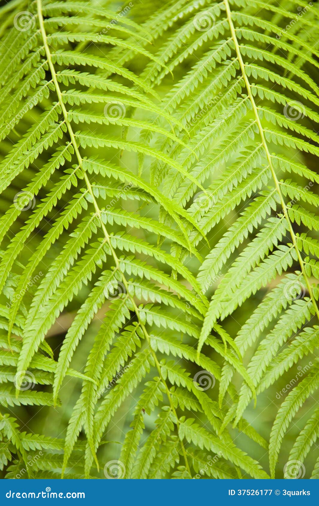 Fern stock image. Image of shape, flora, plant, plants - 37526177