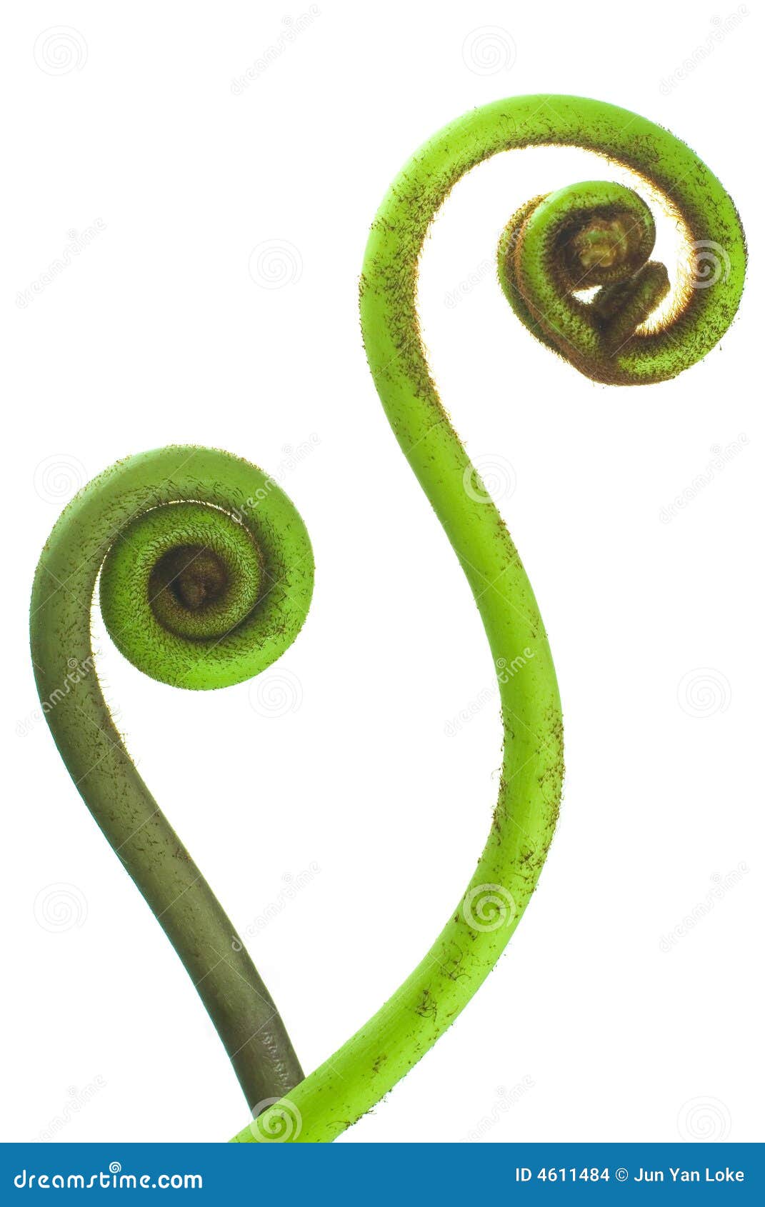 Fern stock photo. Image of botanical, curve, plant, curly - 4611484