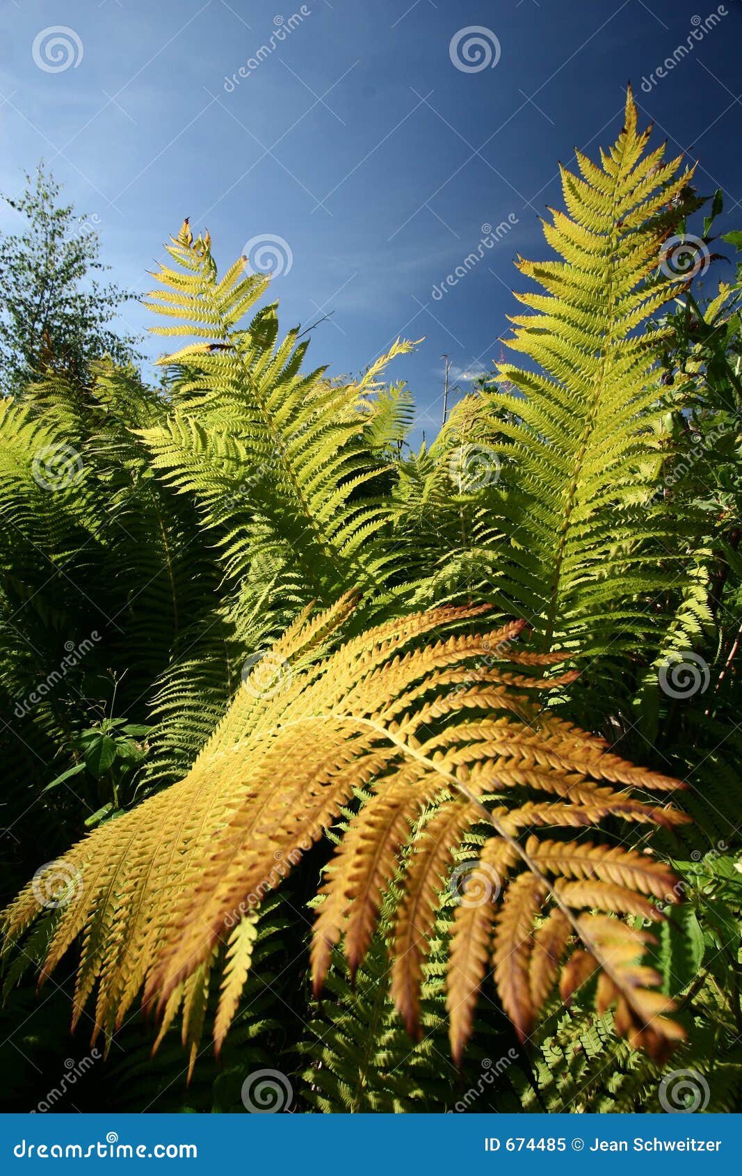 Fern stock image. Image of scenery, clouds, leaf, greenery - 674485