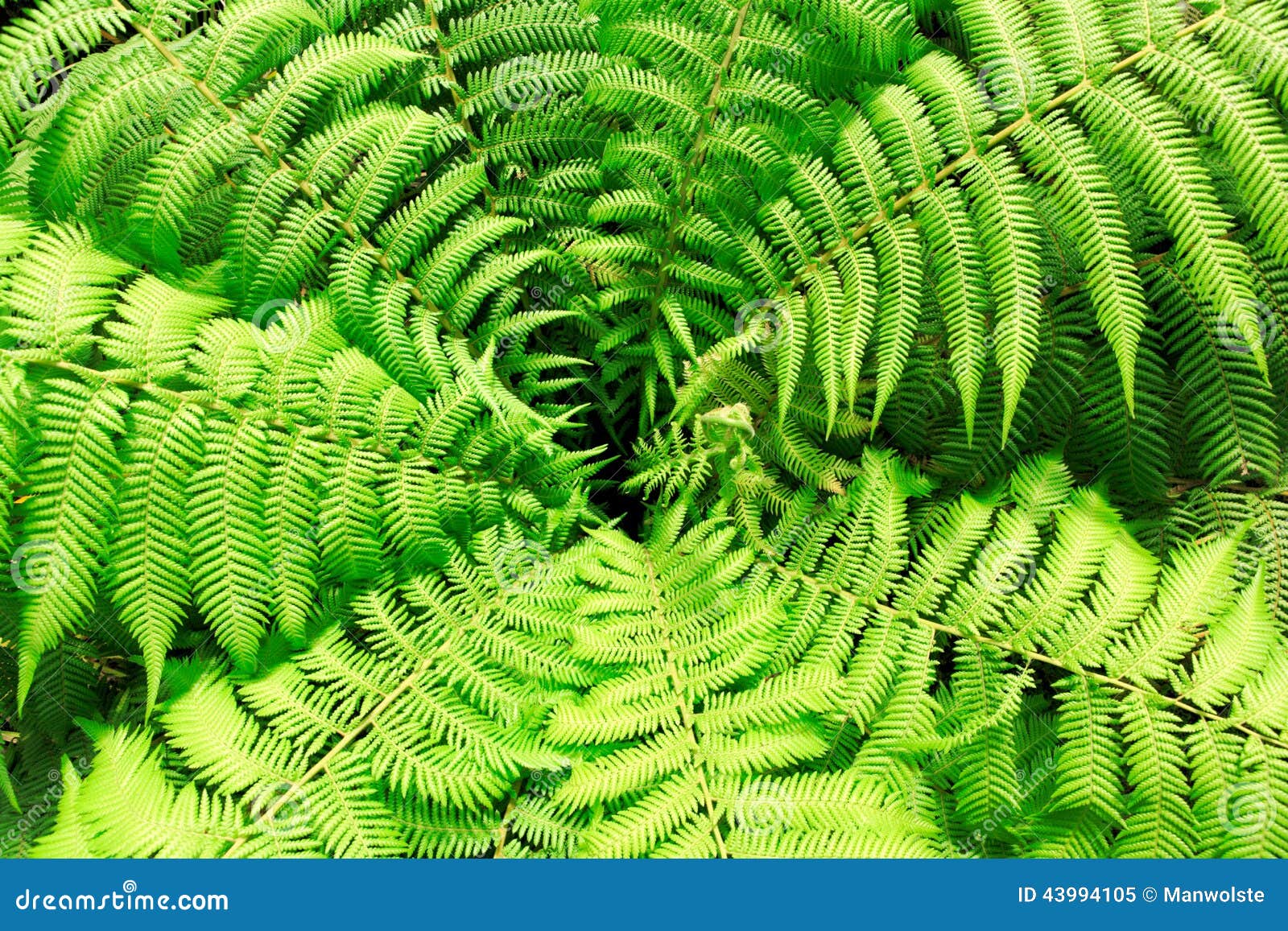 Fern from above stock image. Image of nature, foliage - 43994105